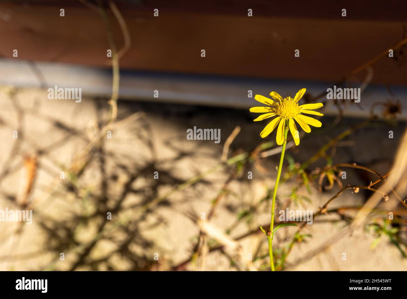 Lwithout hi-res stock photography and images - Alamy