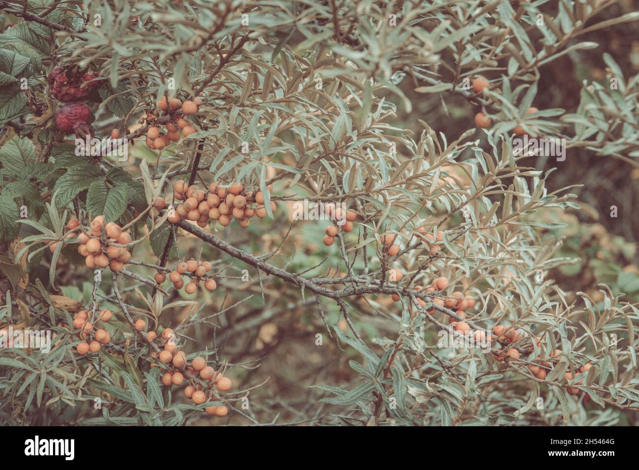 Seaberry plant growing in the garden Stock Photo - Alamy
