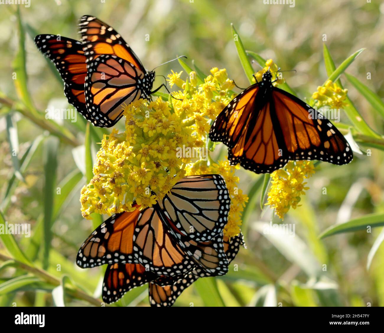 Group of monarchs butterflies sipping nectar from goldenrod before ...