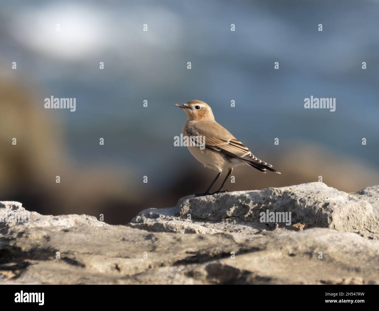 Oenanthe oenanthe, a northern wheatear or just wheatear, resting on a ...