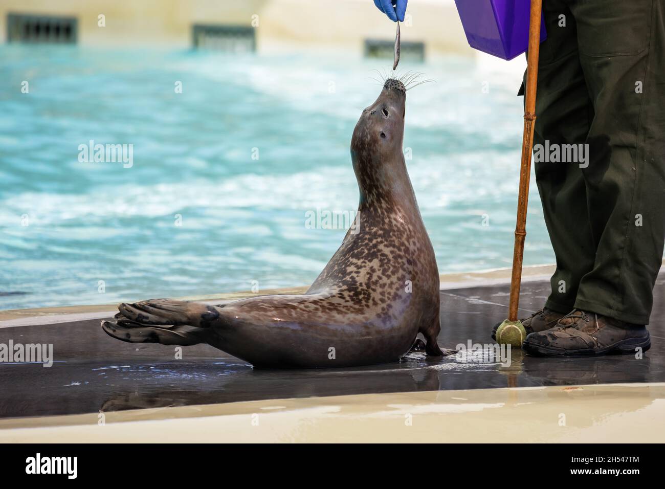 Harbor seal. Mammal and mammals. Water world and fauna. Wildlife and ...