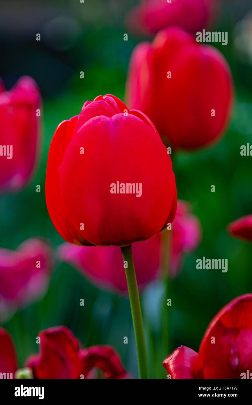 Red tulip flower in the garden. Plant, herb and vegetable. Nature ...
