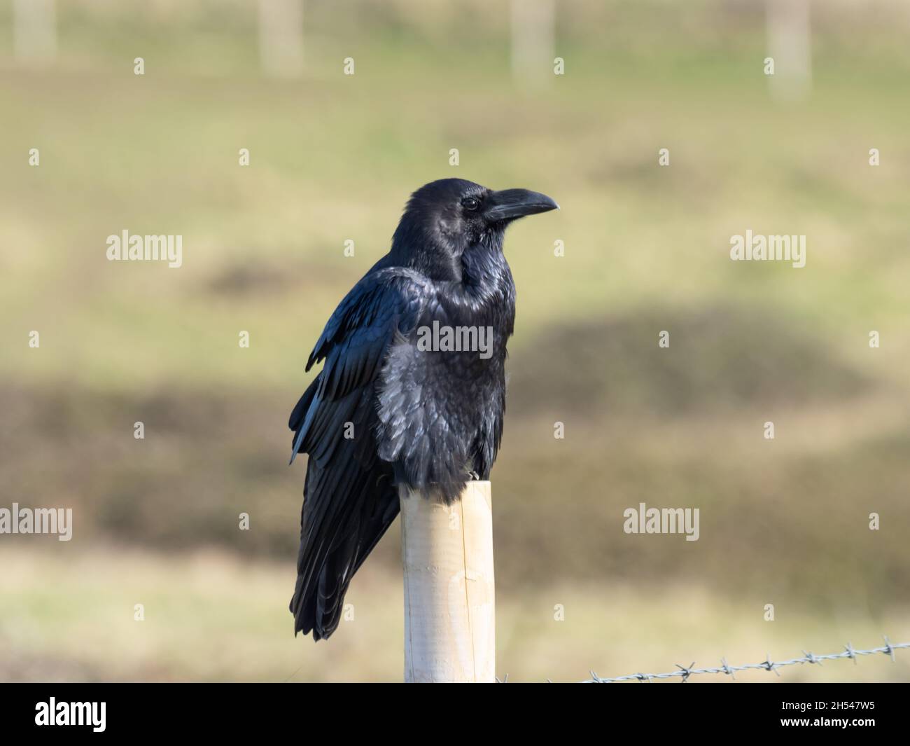 Raven fence hi-res stock photography and images - Alamy