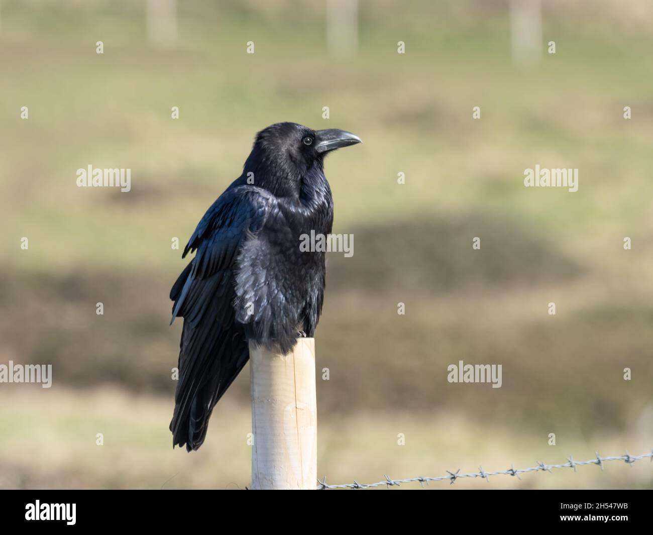 Raven close up hi-res stock photography and images - Alamy
