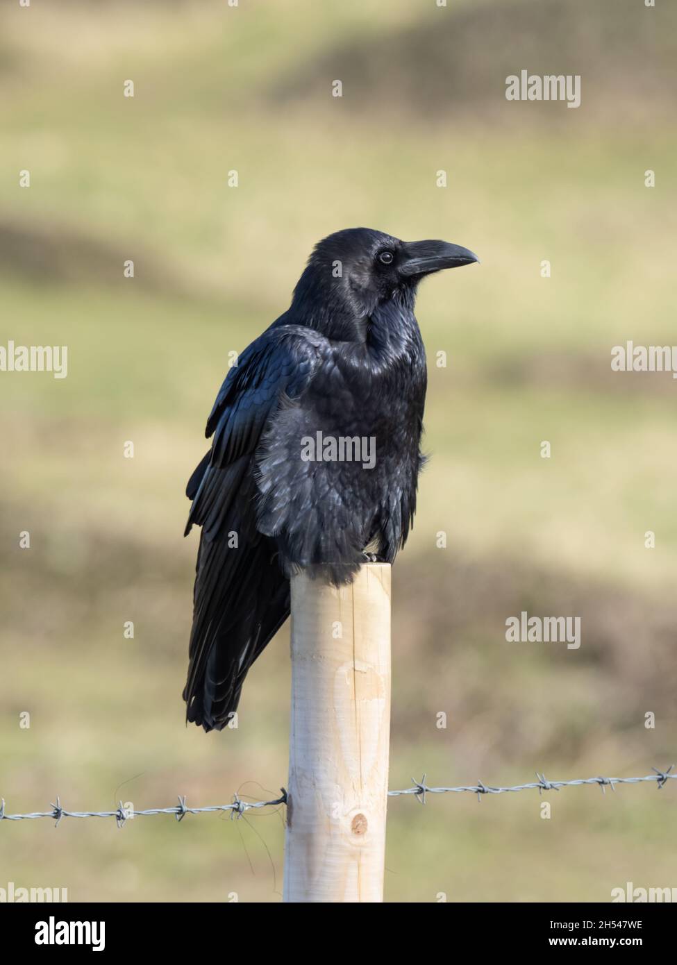 Corvus corax, a common raven also known as the western raven or ...