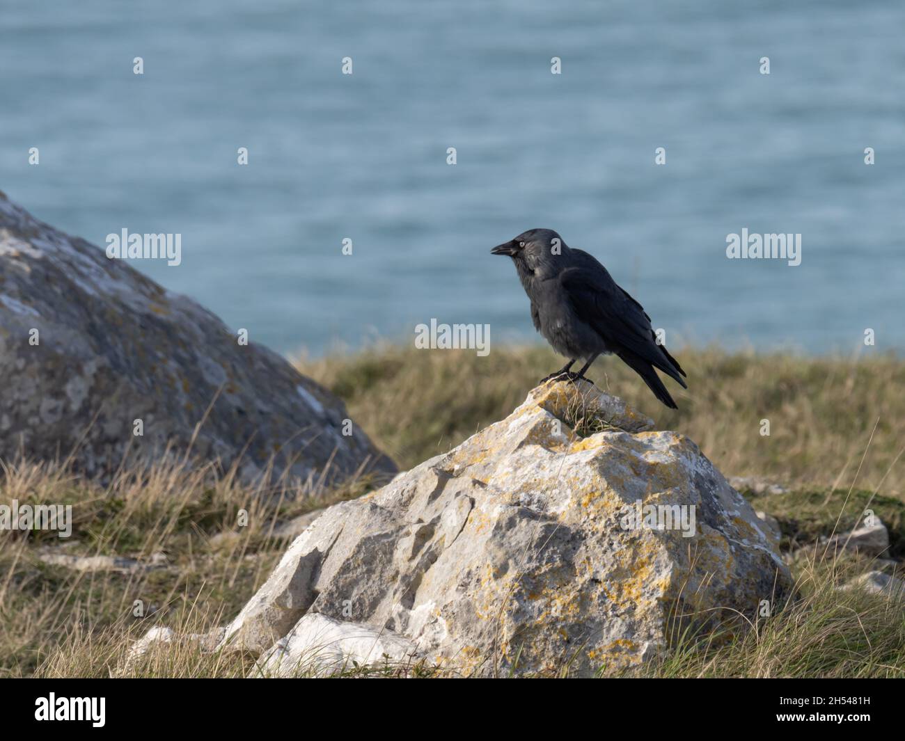 Corvidae bird hi-res stock photography and images - Alamy