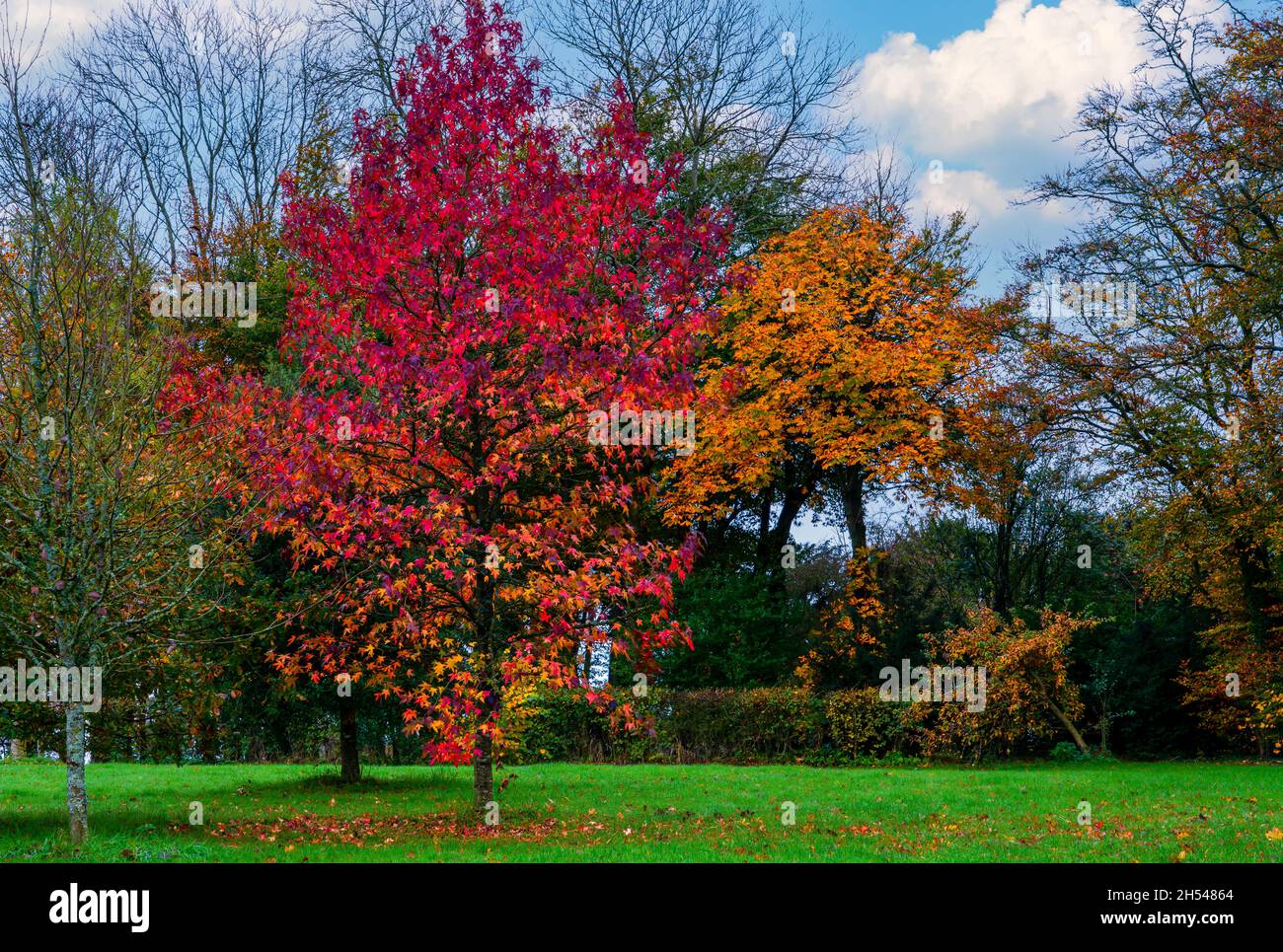Acer rubrum hi-res stock photography and images - Alamy