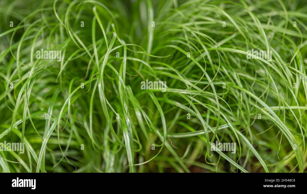 Closeup shot of catnip or Cyperus Alternifolius Zumula -the plant is ...