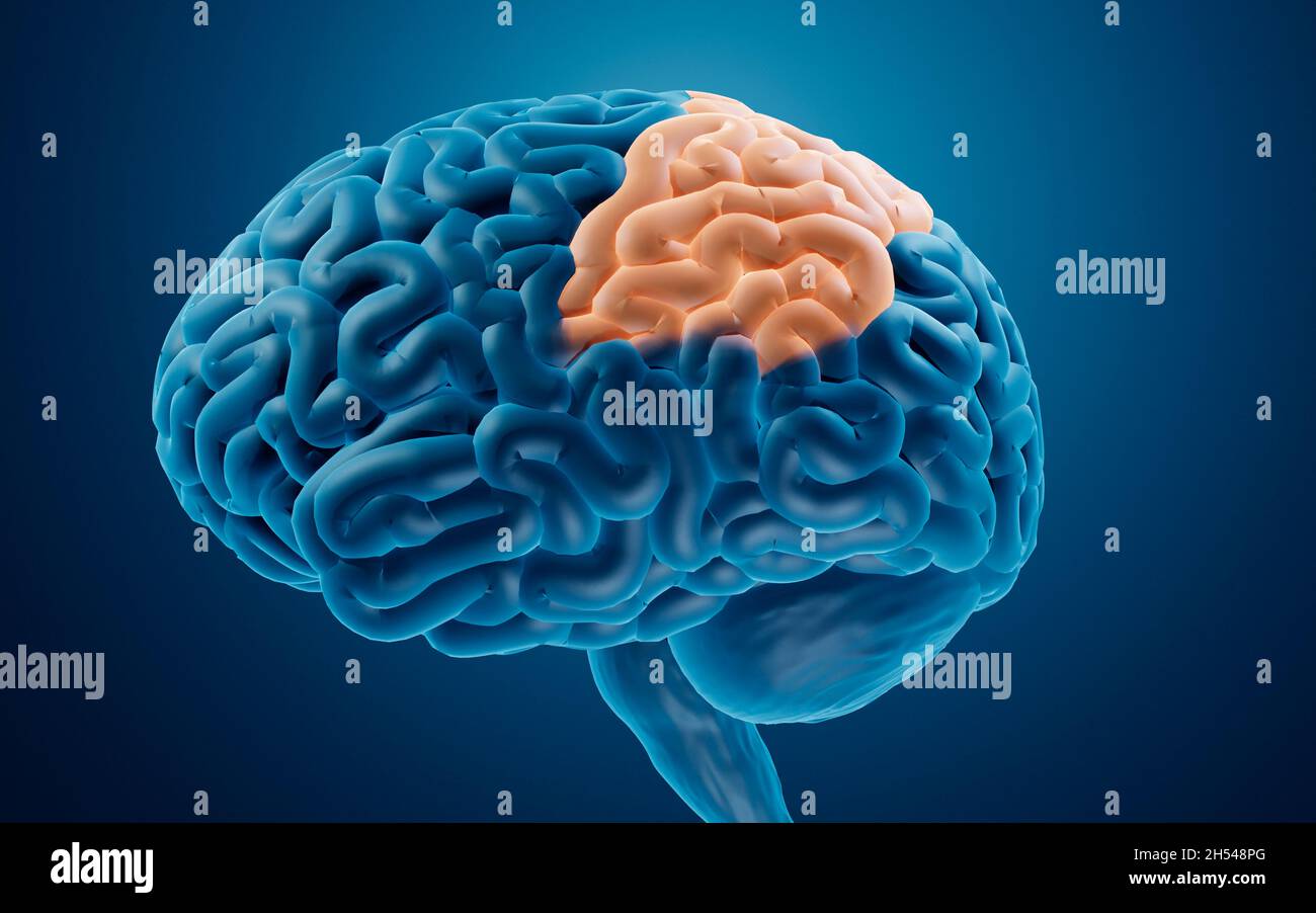 Parietal lobe, illustration Stock Photo - Alamy