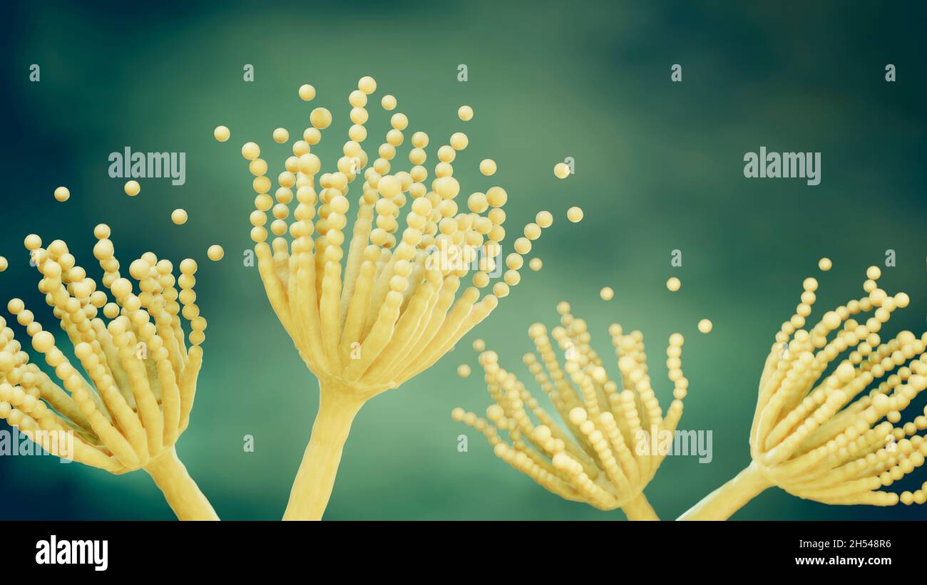 Penicillium Notatum High Resolution Stock Photography and Images - Alamy