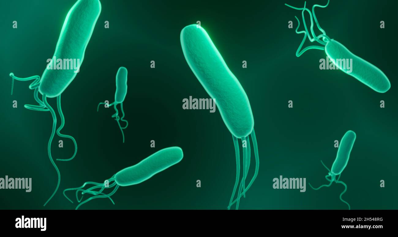 Helicobacter pylori, illustration Stock Photo - Alamy