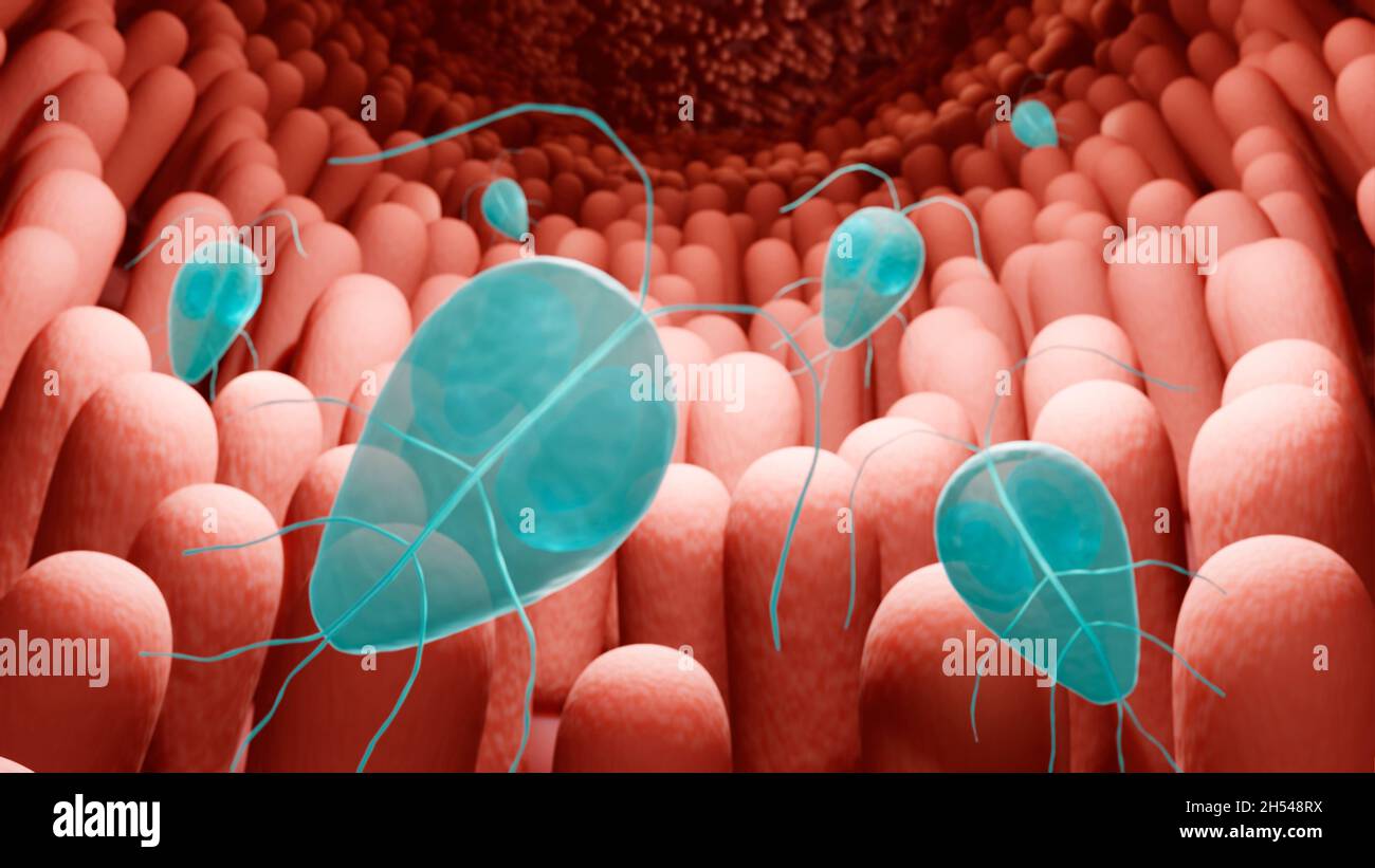 Giardia intestinalis, illustration Stock Photo - Alamy
