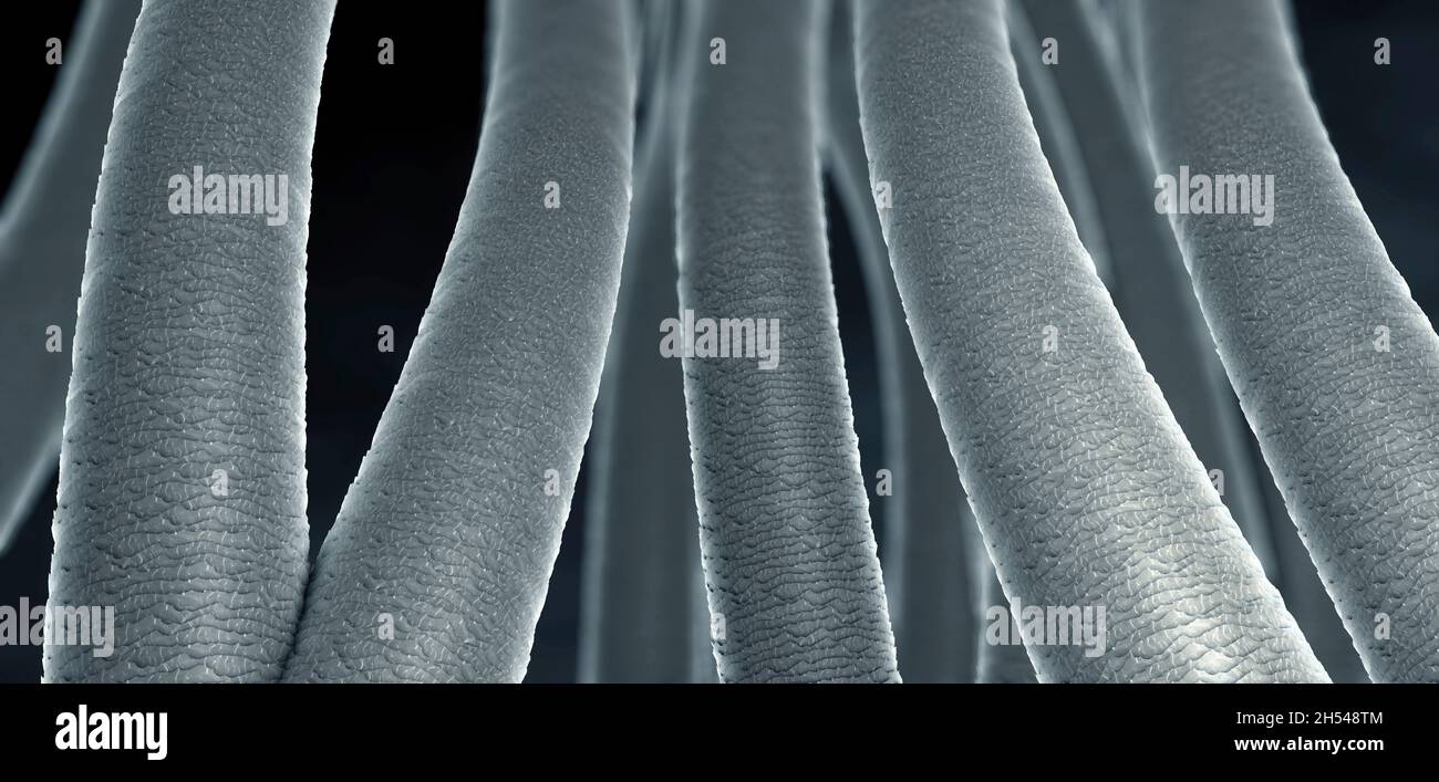 Human Hair Cells Under A Microscope