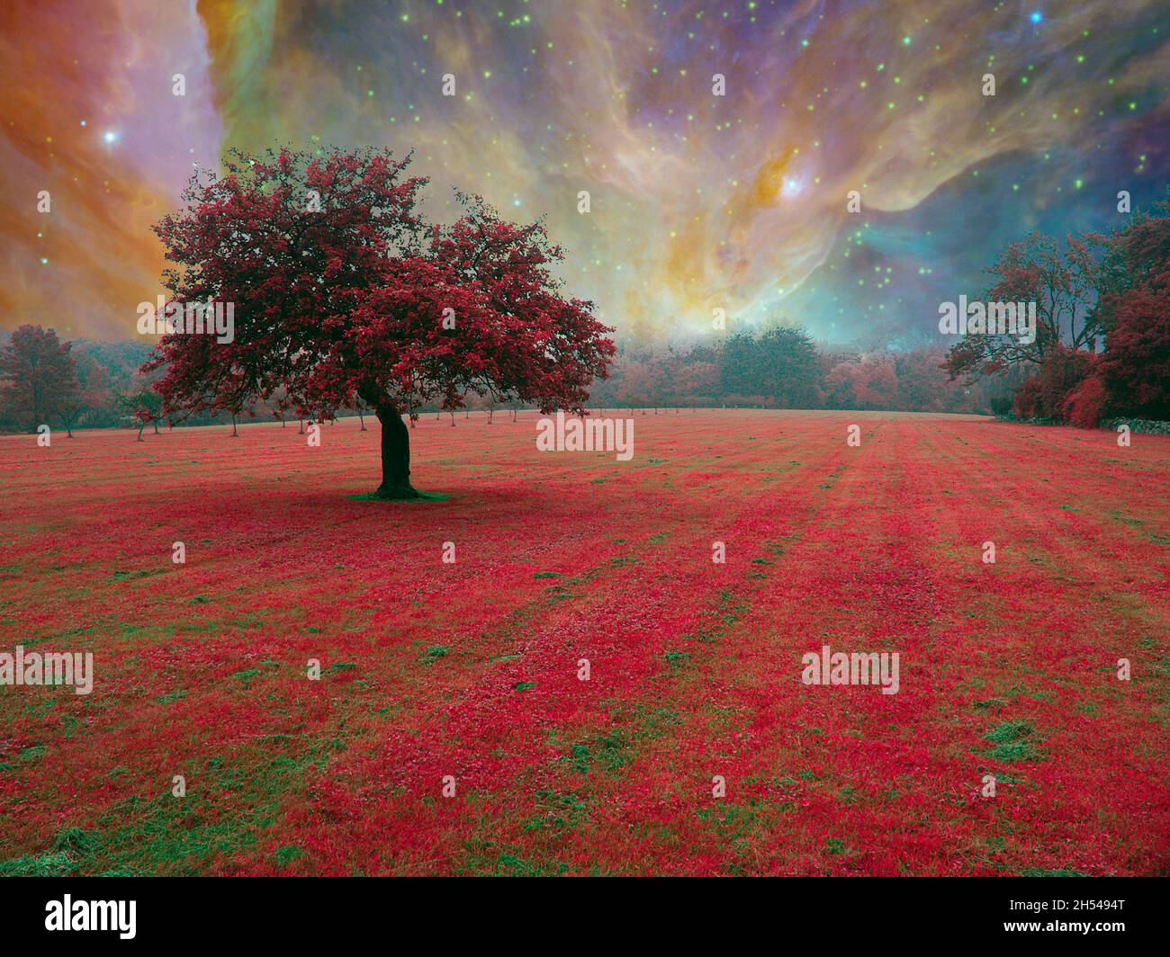 Red tree in surreal field. 3D rendering Stock Photo - Alamy