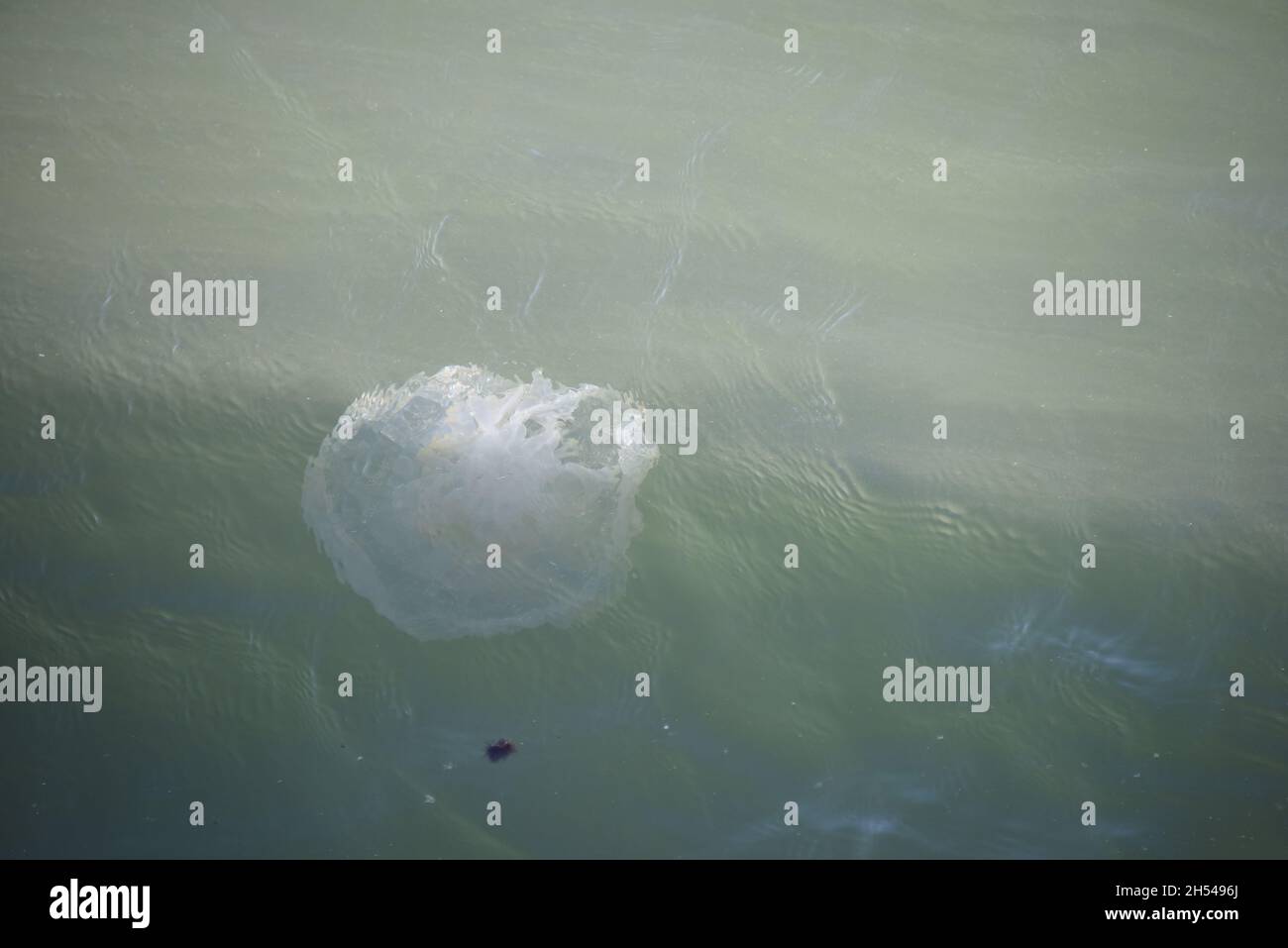 Aerial view of a big jellyfish in the sea Stock Photo - Alamy