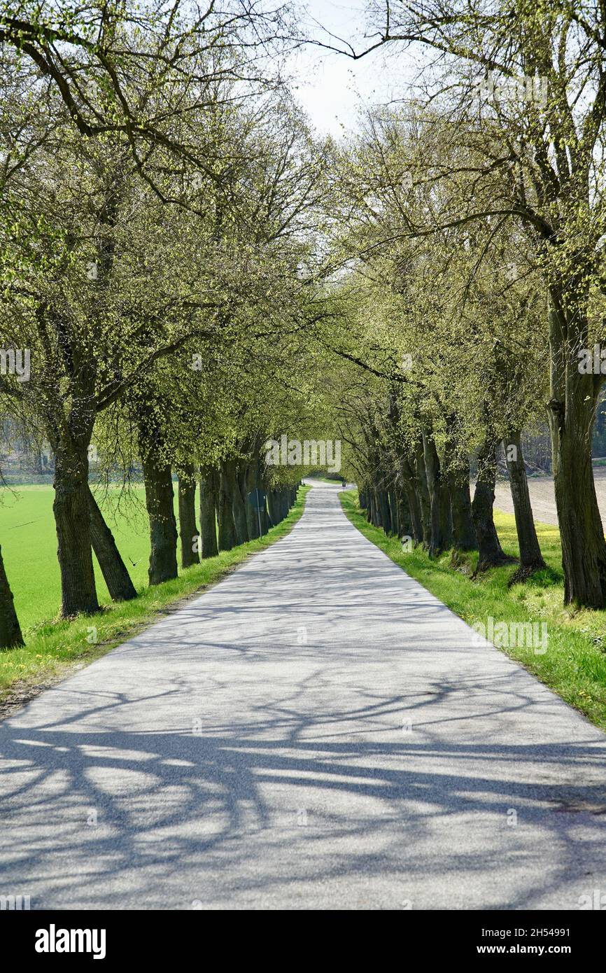 Road lined with blooming trees in a park in springtime Stock Photo - Alamy