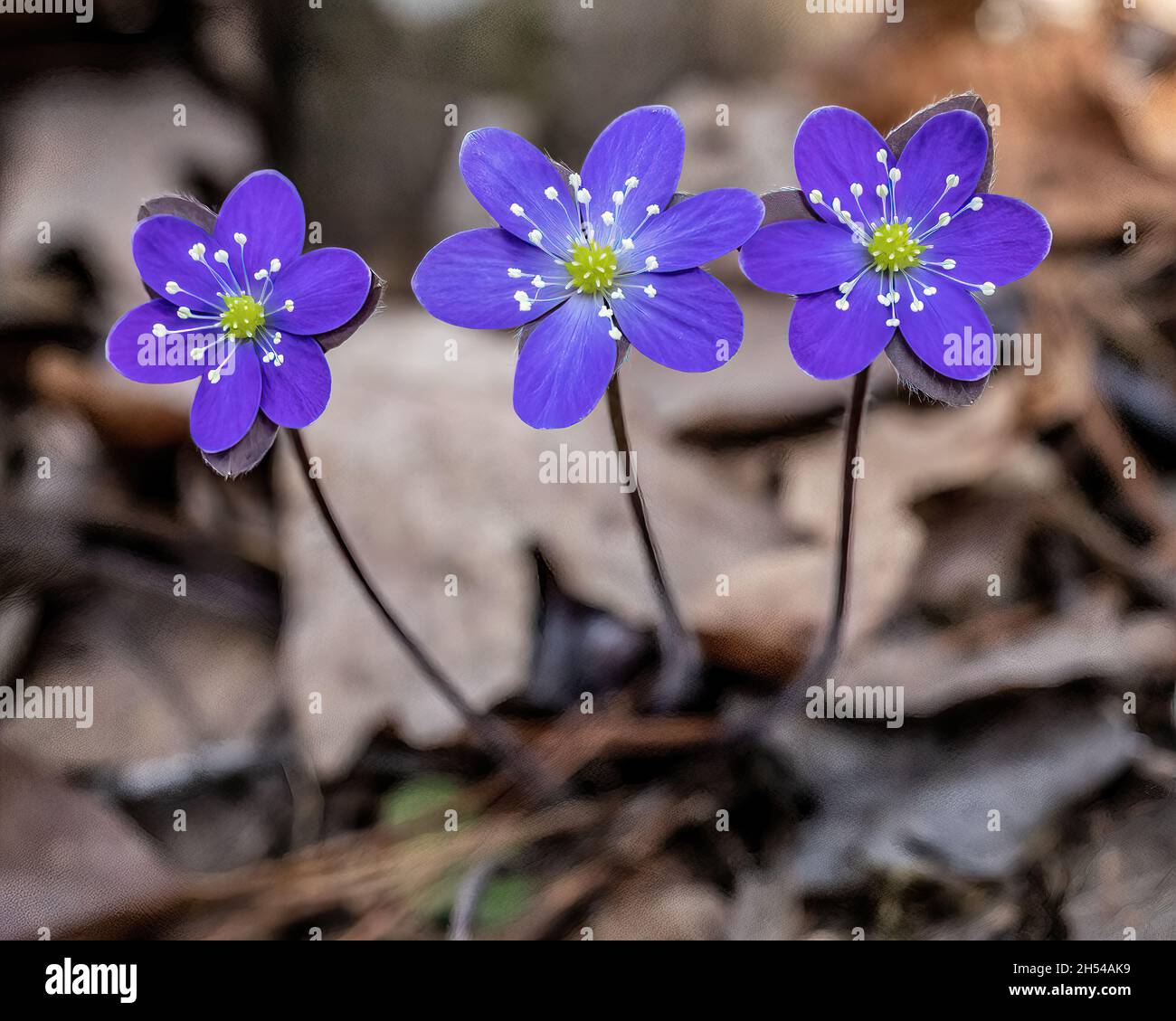 Pretty purple hepaticus wildflowers in the early spring Stock Photo - Alamy