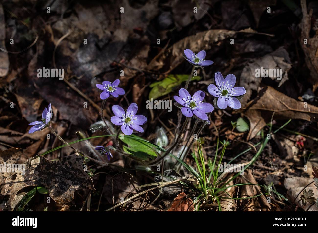 Pretty purple hepatica wildflowers in the springtime sunlight Stock ...