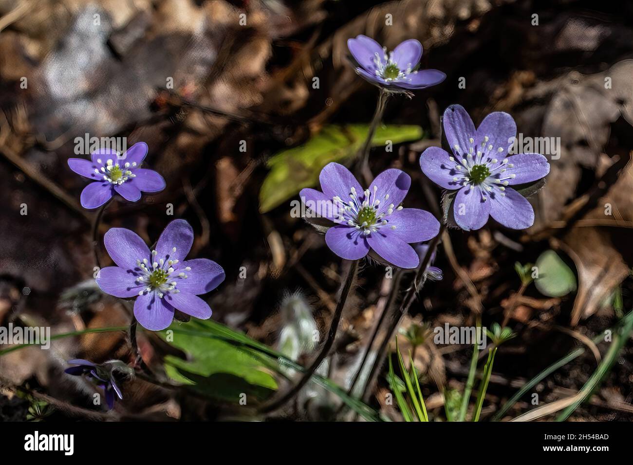 Pretty purple hepatica wildflowers in the springtime sunlight Stock ...