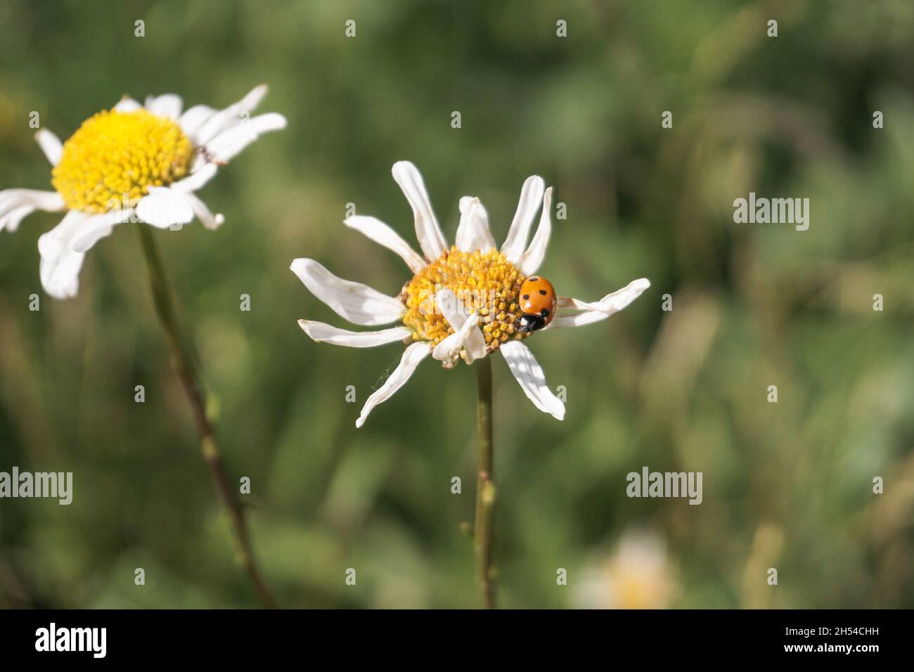 Ladybug on daisy hi-res stock photography and images - Alamy