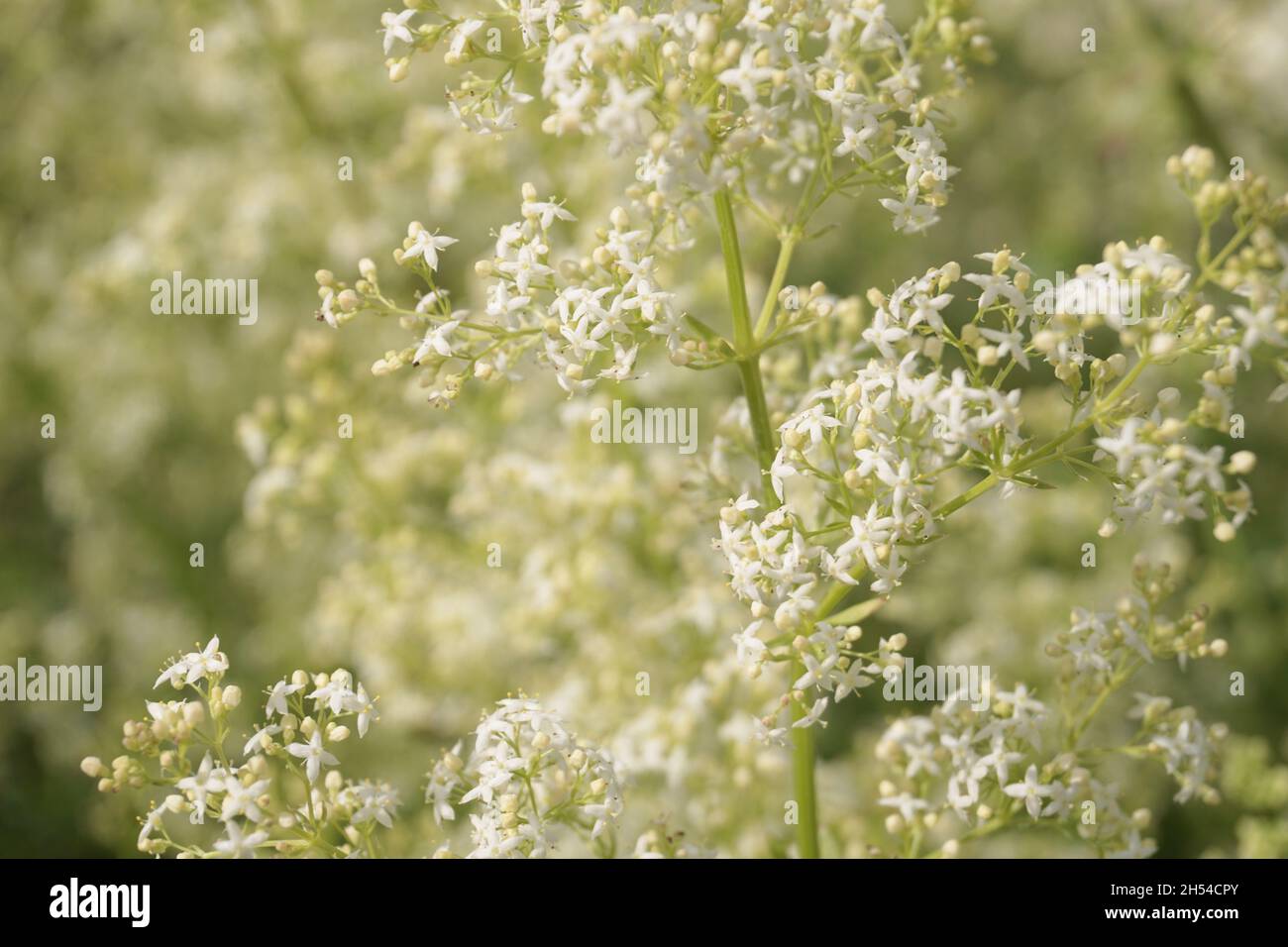 Small white flowers of hedge bedstraw or false baby's breath (Galium ...