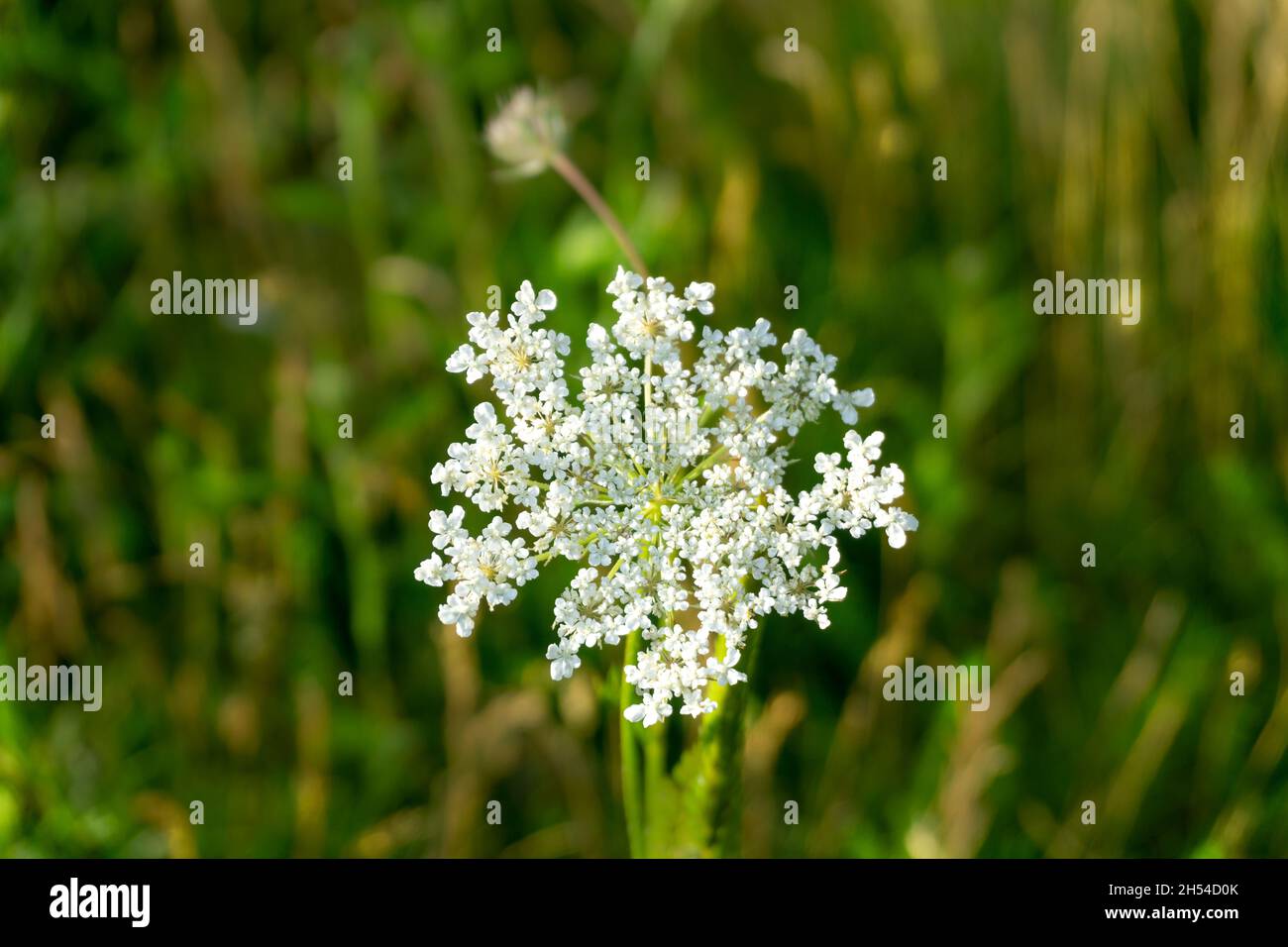 Daucus carota - wild carrot flower Stock Photo - Alamy