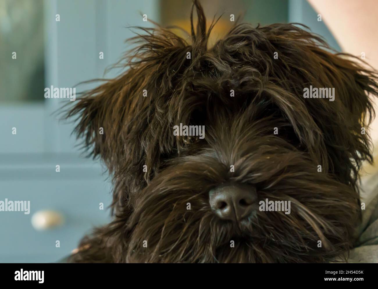 close up face-on of a young puppy miniature black schnauzer Stock Photo ...