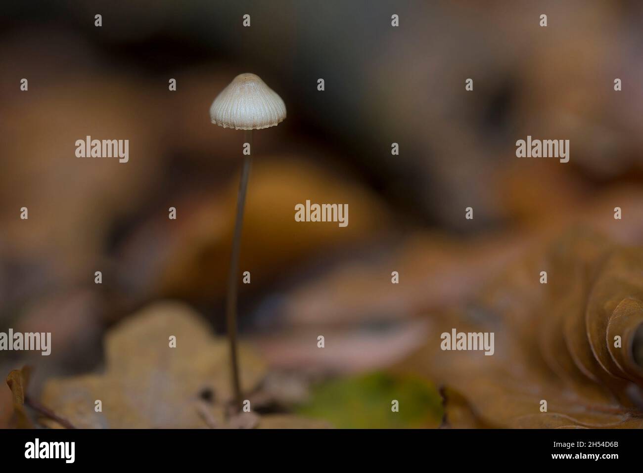Snapping mycena hi-res stock photography and images - Alamy