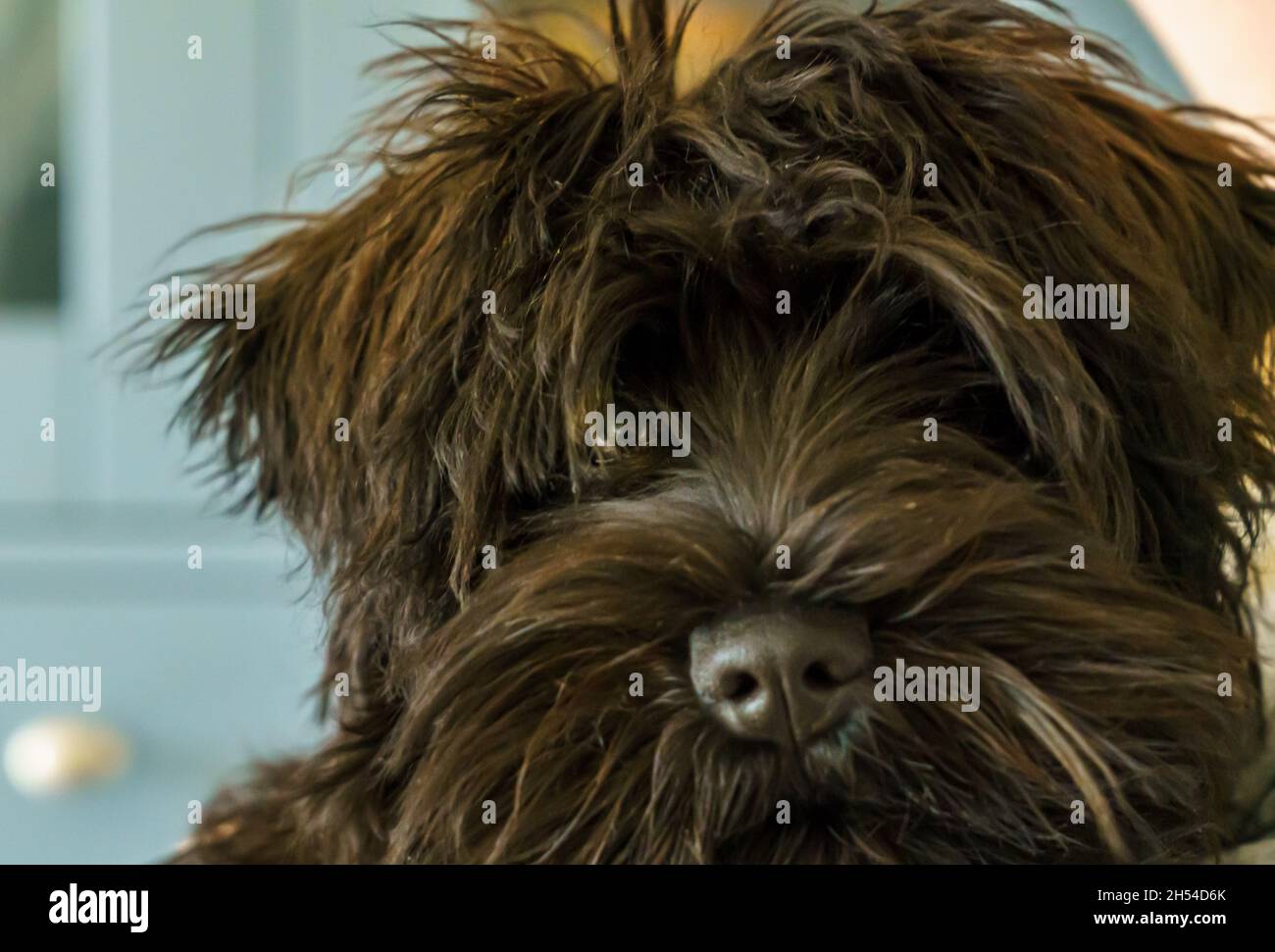 close up face-on of a young puppy miniature black schnauzer Stock Photo ...