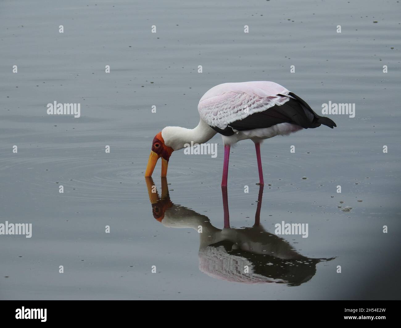 Indian drinking from lake hi-res stock photography and images - Alamy