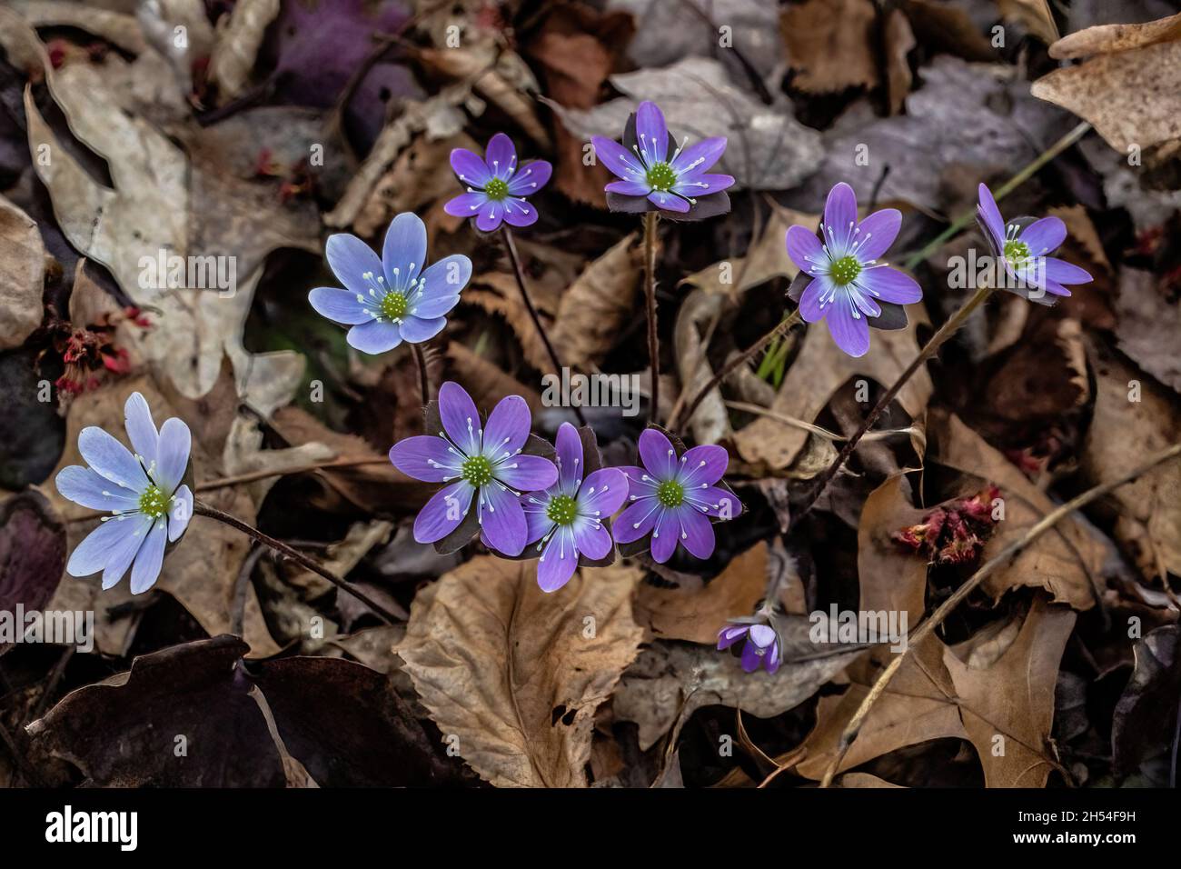 Pretty purple hepatica wildflowers in the springtime sunlight Stock ...