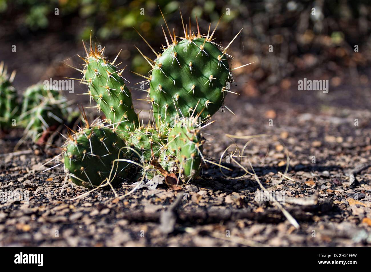 Sunshine succulents hi-res stock photography and images - Alamy