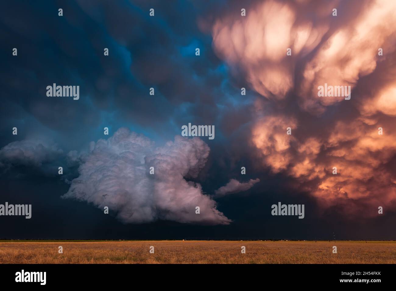 A dramatic, stormy sky at sunset with mammatus clouds over a field in ...