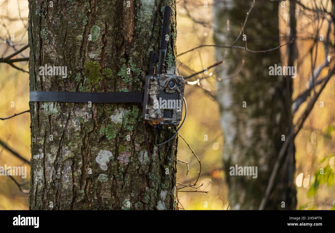 Forest animal tracking motion camera attached to the tree in nature ...