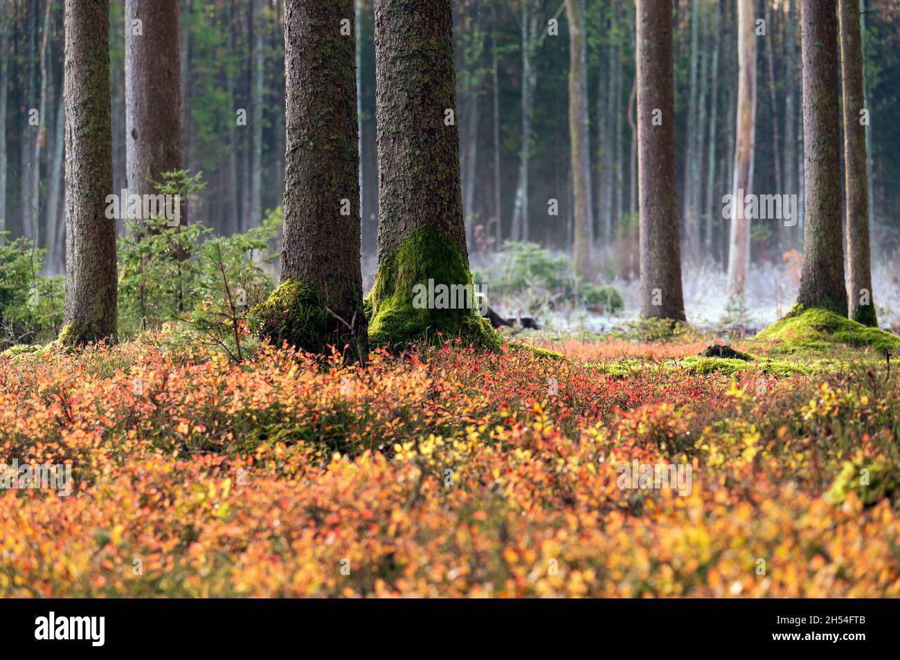 Beautiful fall landscape colorful pine hi-res stock photography and ...