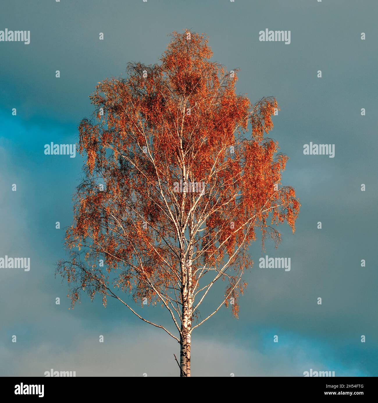 Peaceful scene birch tree hi-res stock photography and images - Alamy