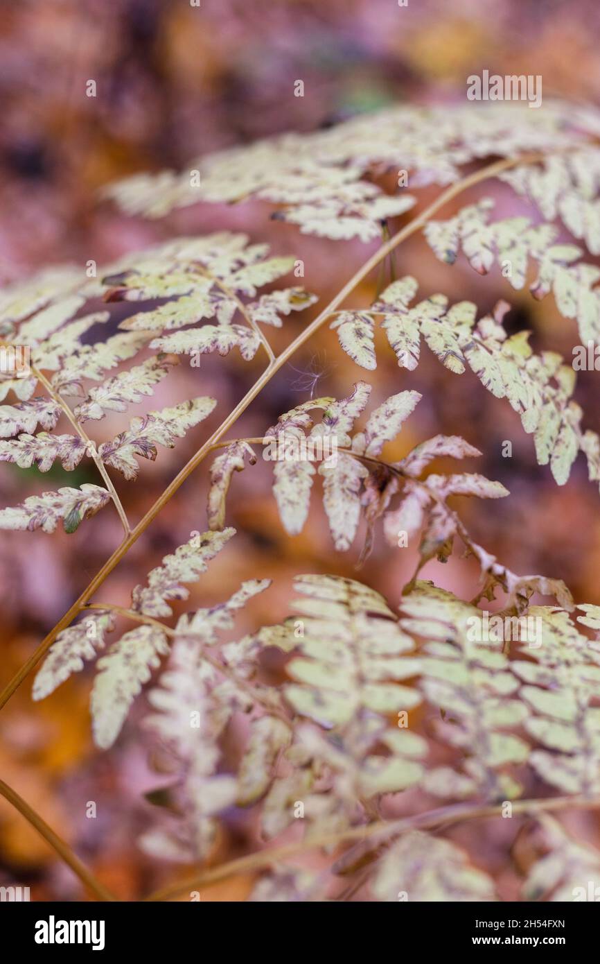 Yellowed fern leaves hi-res stock photography and images - Alamy