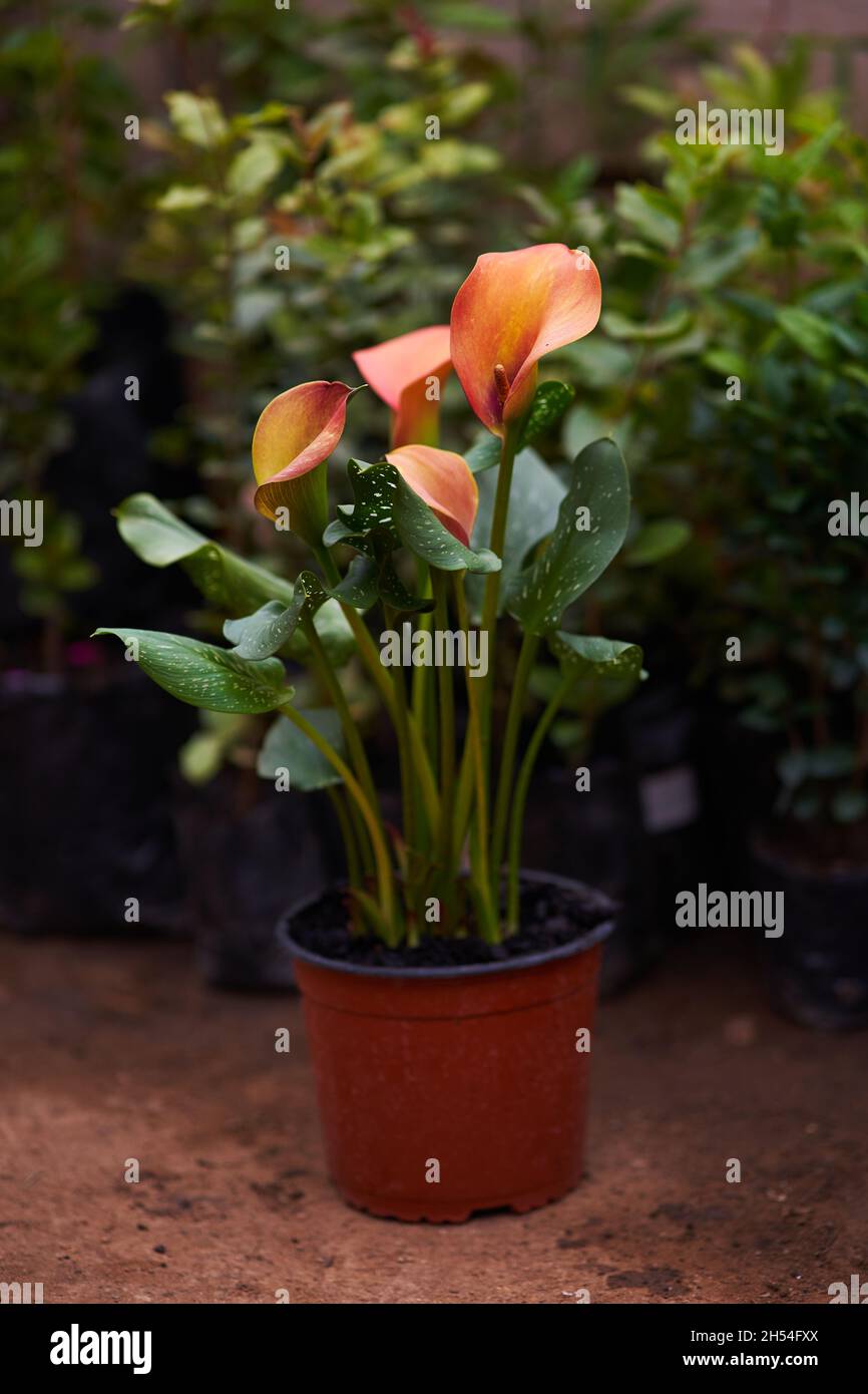 blooming calla lily inside a flower pot Stock Photo - Alamy