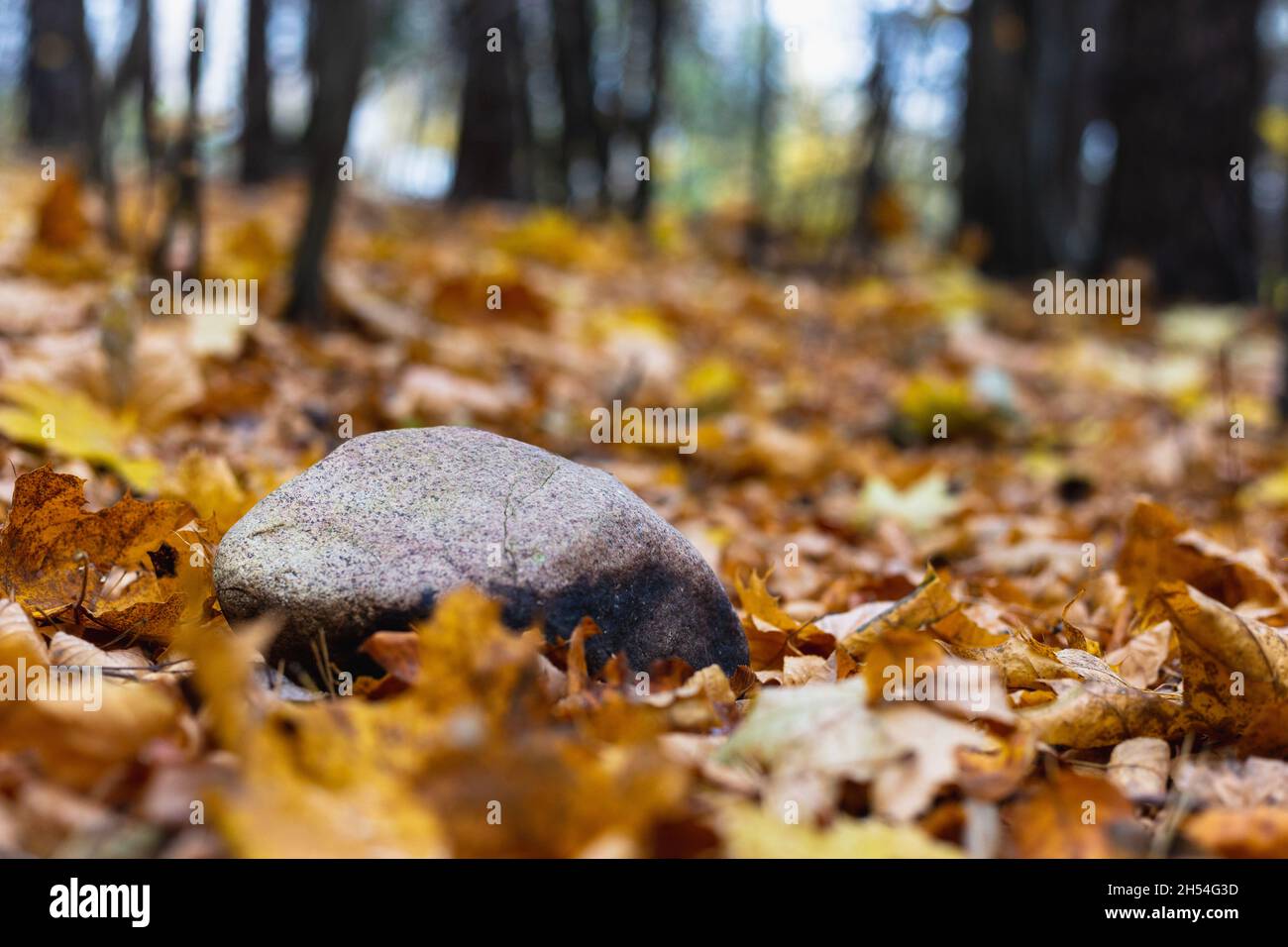 Stone lying on autumn leaves in the forest Stock Photo - Alamy