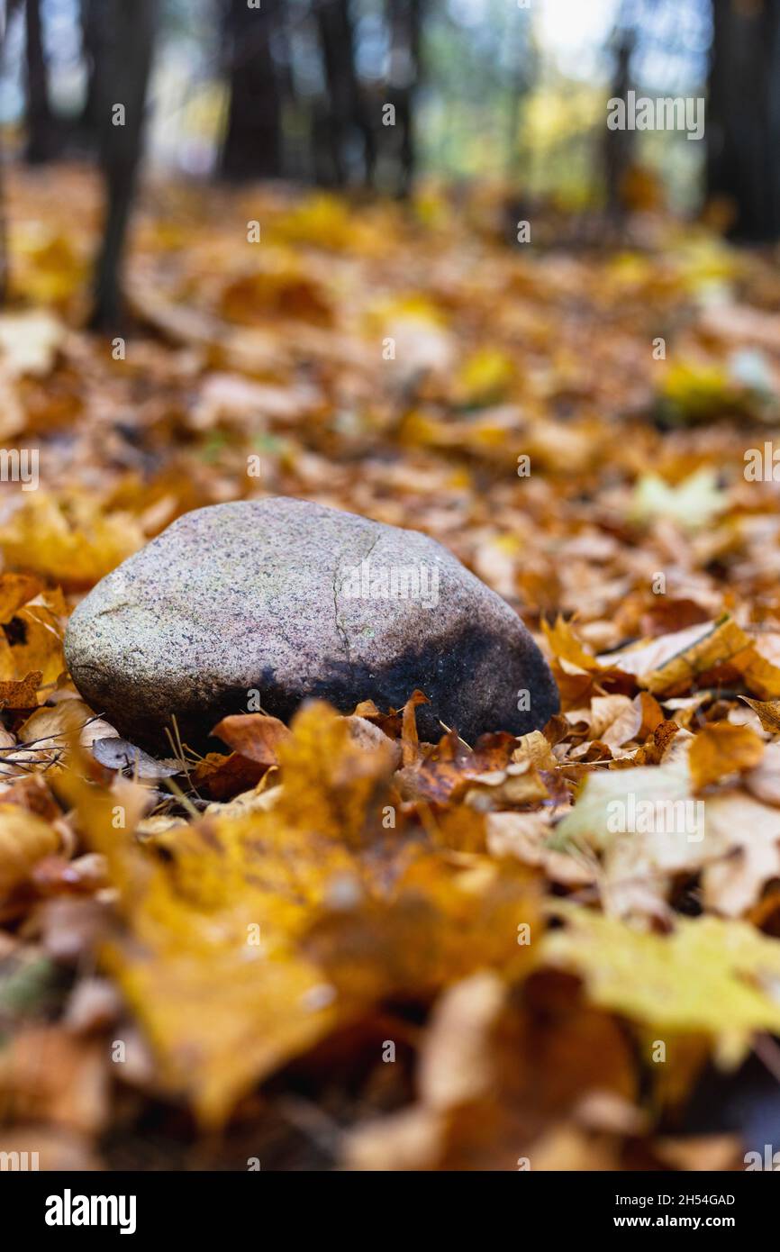 Stone lying on autumn leaves in the forest Stock Photo - Alamy