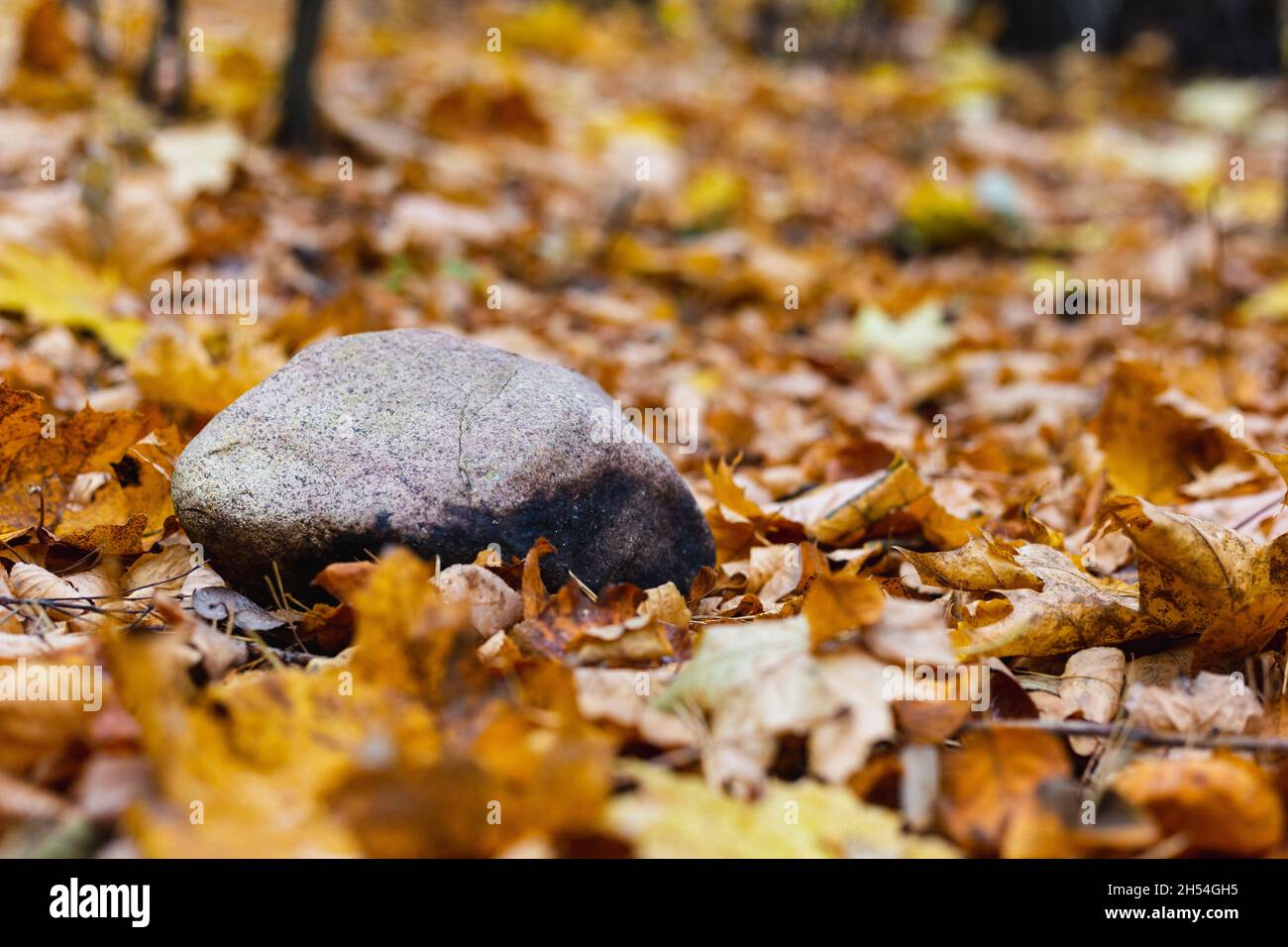 Stone lying on autumn leaves in the forest Stock Photo - Alamy