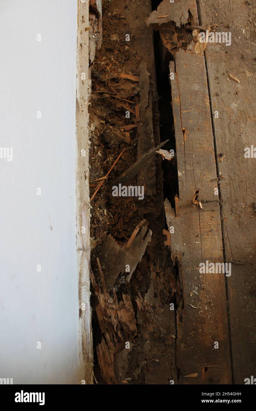 Severe Termite Damage in an Old Wooden Floor Stock Photo - Alamy