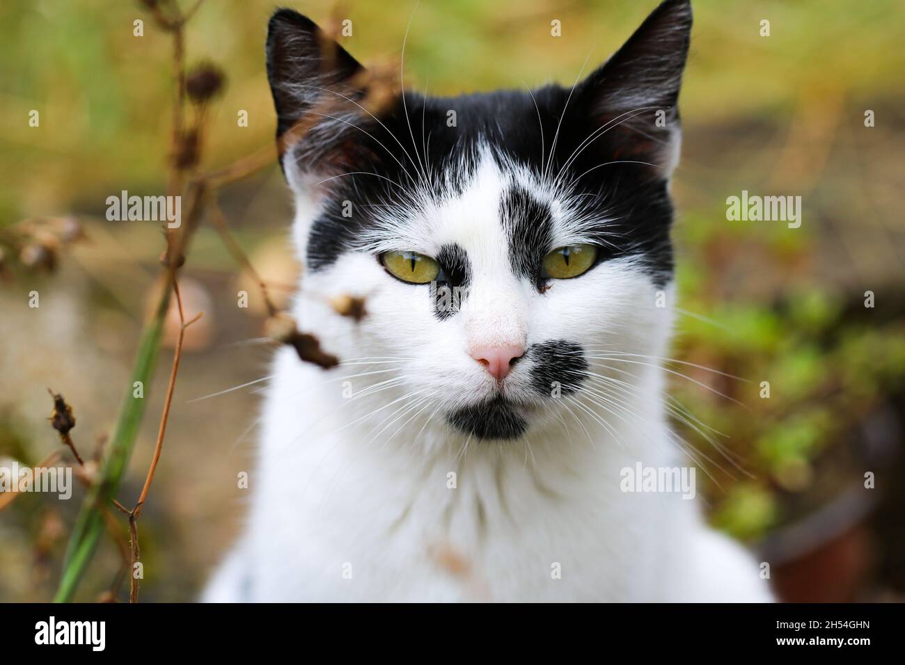 Cute cat in nature Stock Photo - Alamy