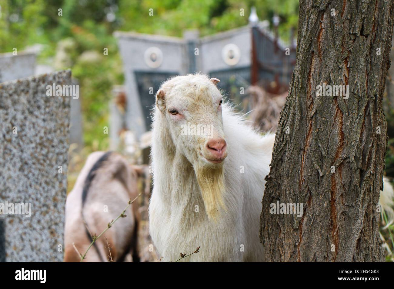 Cute goats hi-res stock photography and images - Alamy