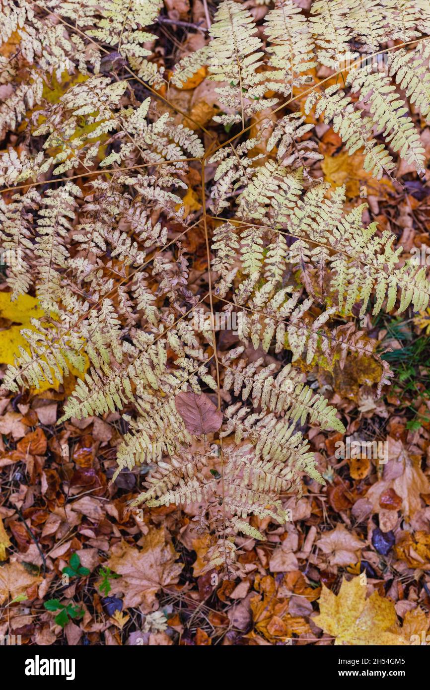 Yellowed fern leaves hi-res stock photography and images - Alamy