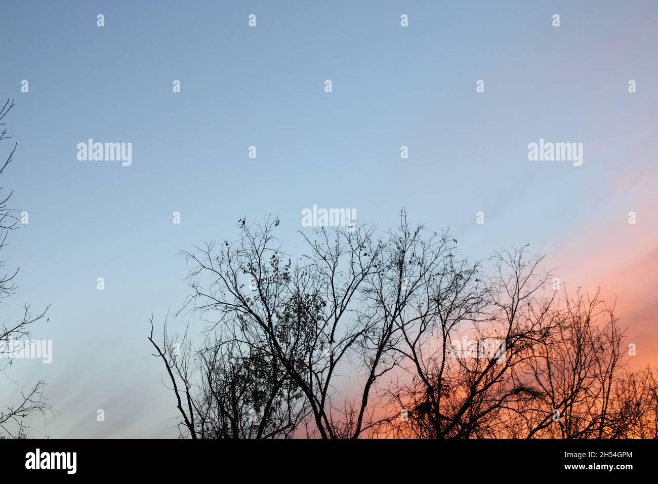 A Subtle Hint of Color in the Sky Behind Silhouetted Tree Tops Stock ...