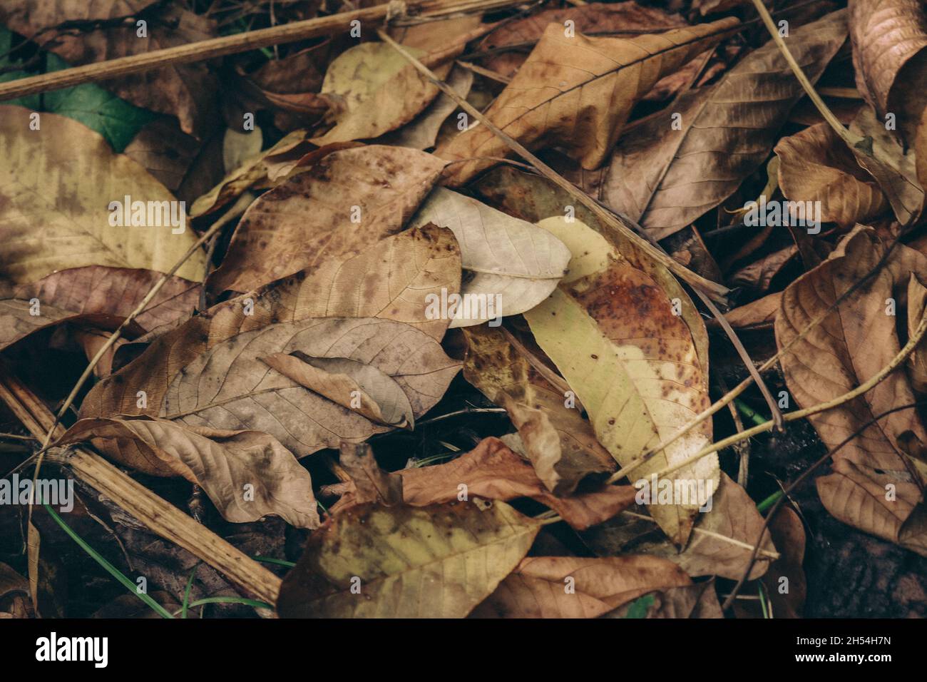 Fall season autumn leaves hi-res stock photography and images - Alamy