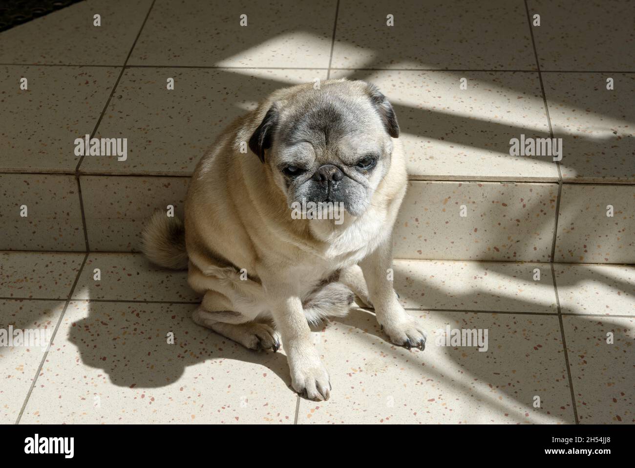 Old pug hi-res stock photography and images - Alamy
