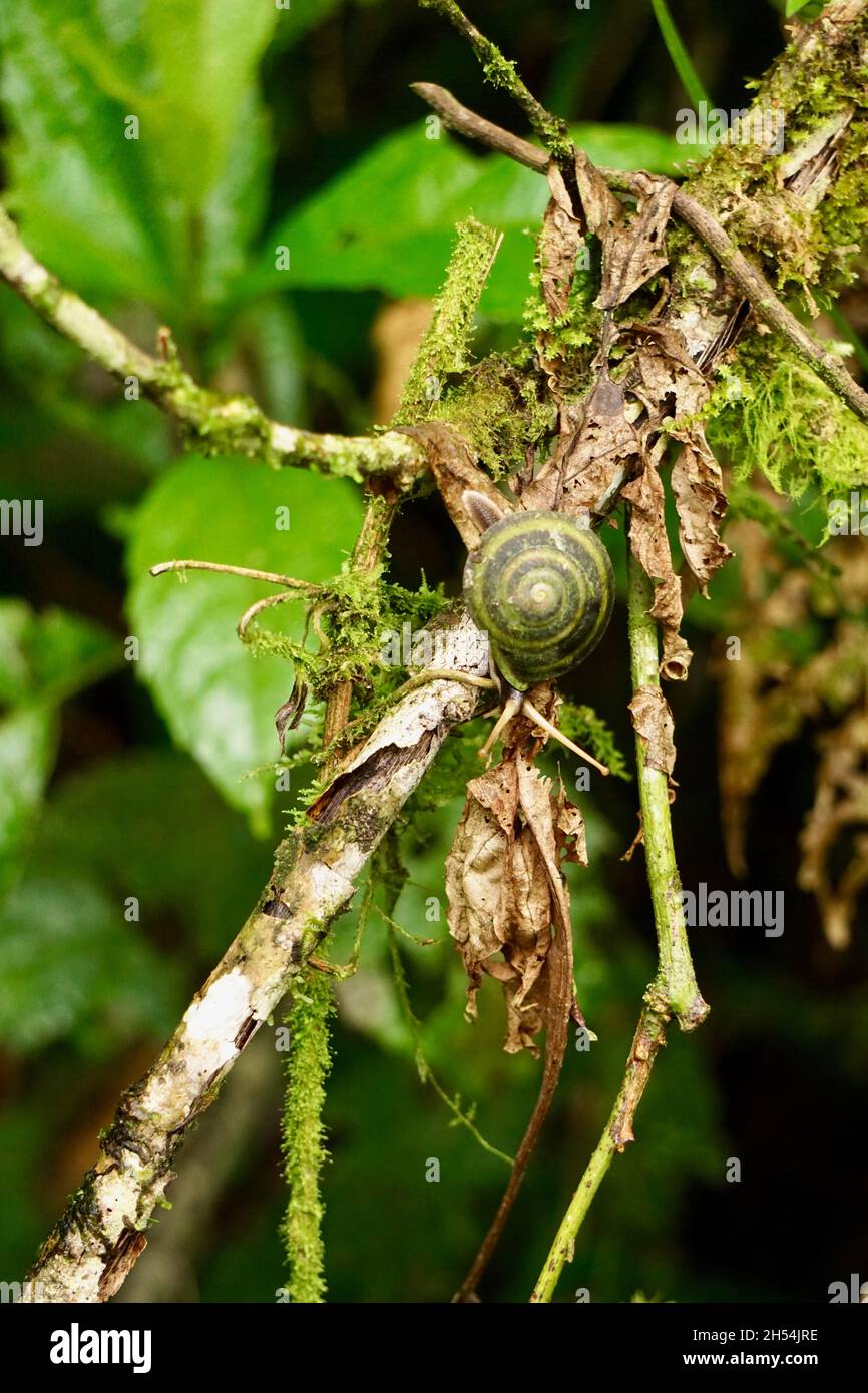 Shell on a branch in the rainforest in Panama Stock Photo - Alamy