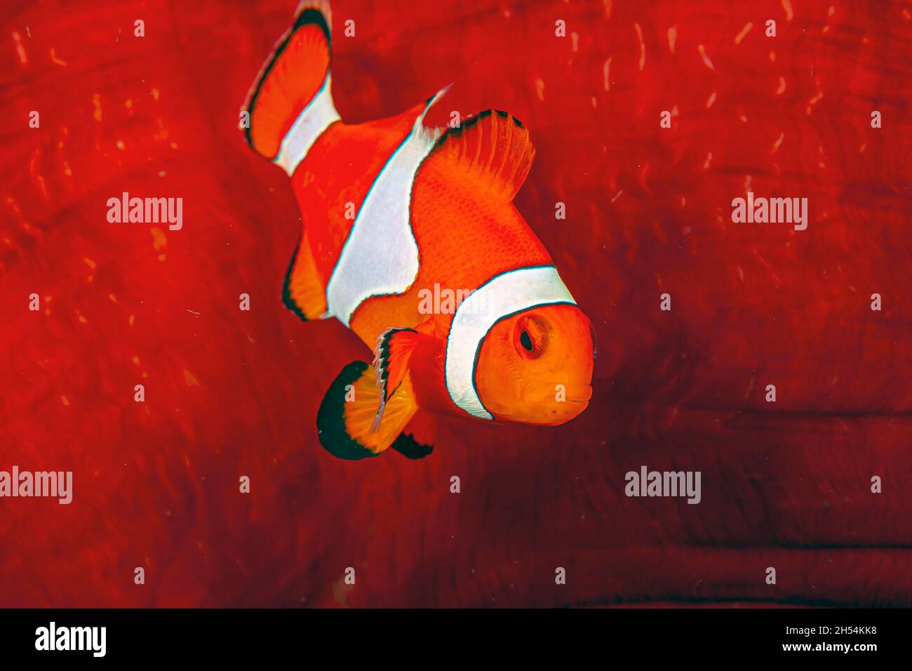 Clownfish or anemonefish are fishes from the subfamily Amphiprioninae ...
